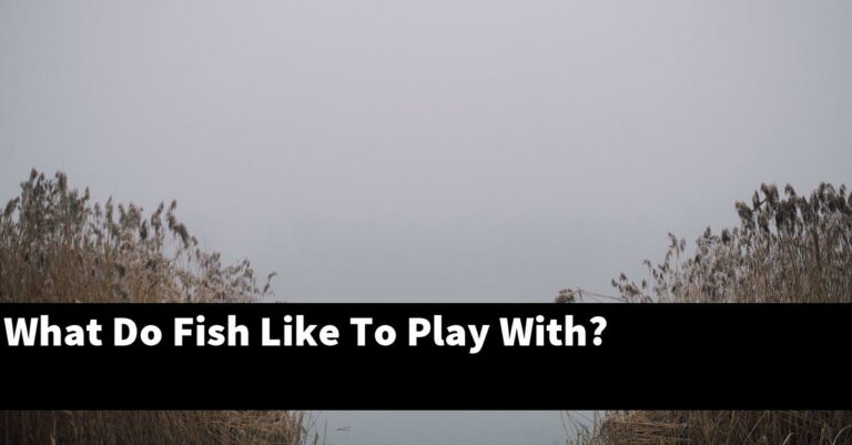 What Do Fish Like To Play With? [2026 Guide] - Gold Koi Fish