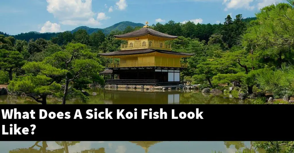 What Does A Sick Koi Fish Look Like? [2025 Guide] - Gold Koi Fish