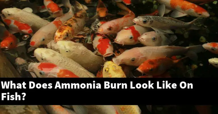 What Does Ammonia Burn Look Like On Fish? [2025 Guide] - Gold Koi Fish
