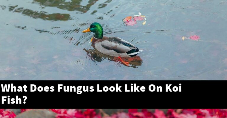 What Does Fungus Look Like On Koi Fish? [2026 Guide] - Gold Koi Fish