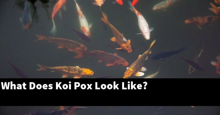 What Does Koi Pox Look Like? [2025 Guide] - Gold Koi Fish