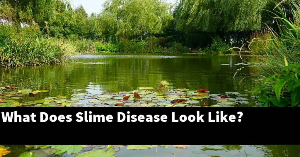 What Does Slime Disease Look Like? [2026 Guide] - Gold Koi Fish