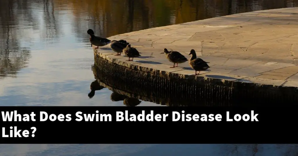 What Does Swim Bladder Disease Look Like? [2025 Guide] - Gold Koi Fish