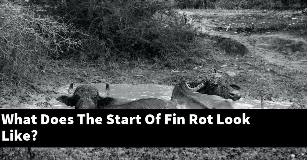 What Does The Start Of Fin Rot Look Like? [2026 Guide] - Gold Koi Fish