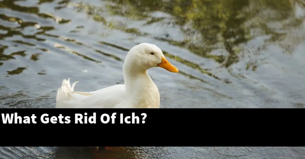 What Gets Rid Of Ich? [2025 Guide] - Gold Koi Fish