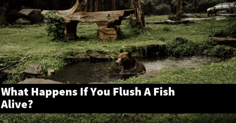 What Happens If You Flush A Fish Alive? [2025 Guide] - Gold Koi Fish