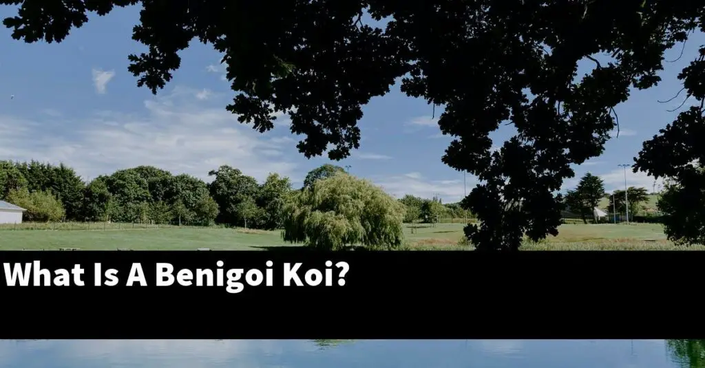 What Is A Benigoi Koi? [2025 Guide] - Gold Koi Fish