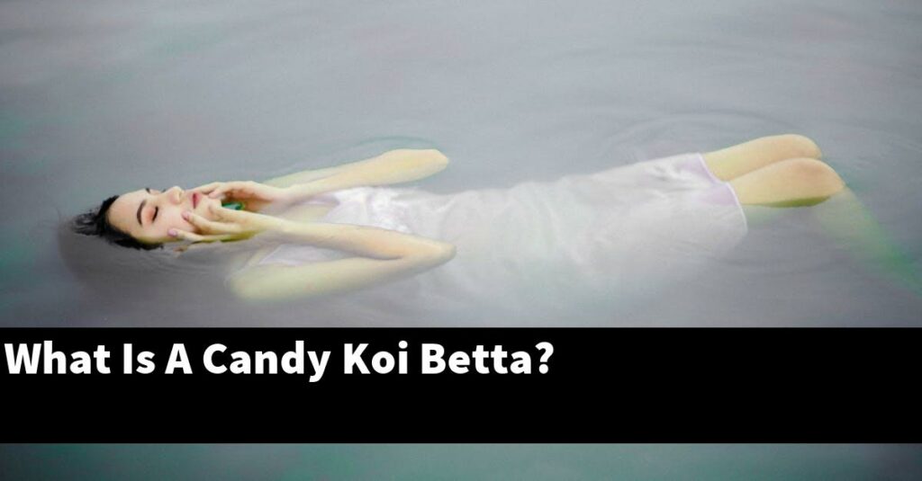 What Is A Candy Koi Betta? [2025 Guide] - Gold Koi Fish