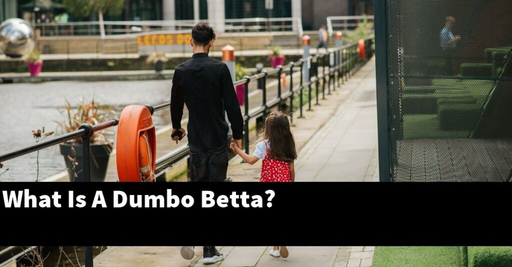 What Is A Dumbo Betta? [2026 Guide] - Gold Koi Fish