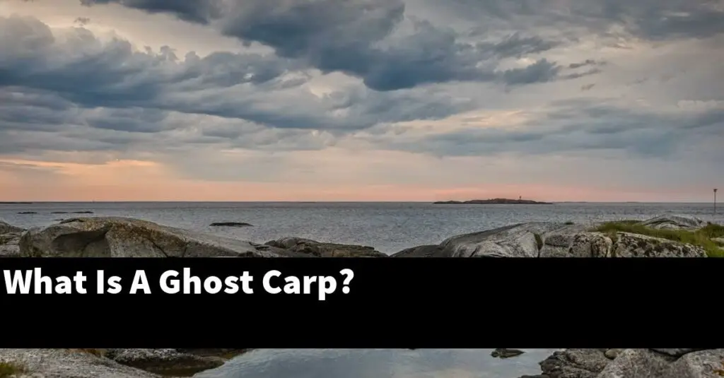 What Is A Ghost Carp? [2025 Guide] - Gold Koi Fish