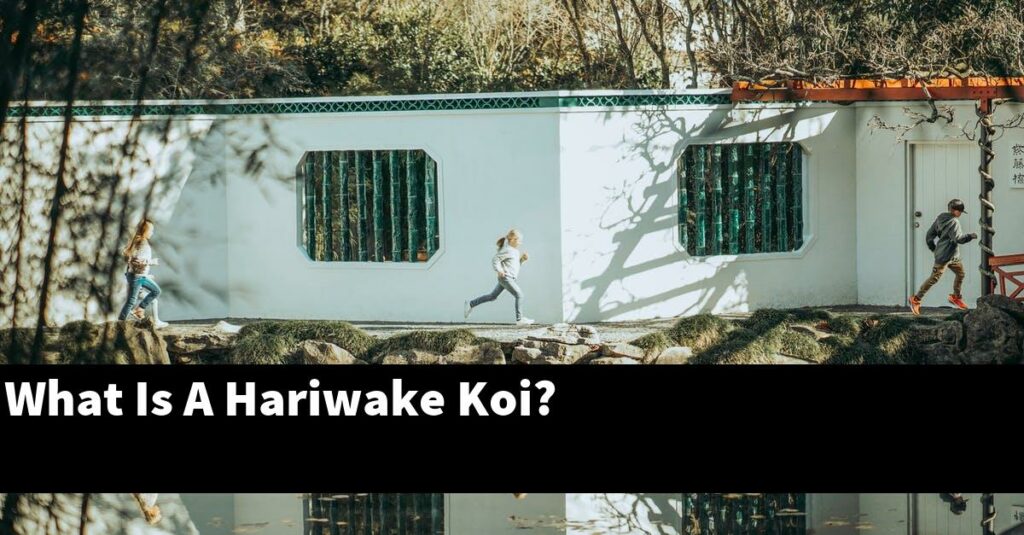 What Is A Hariwake Koi? [2026 Guide] - Gold Koi Fish