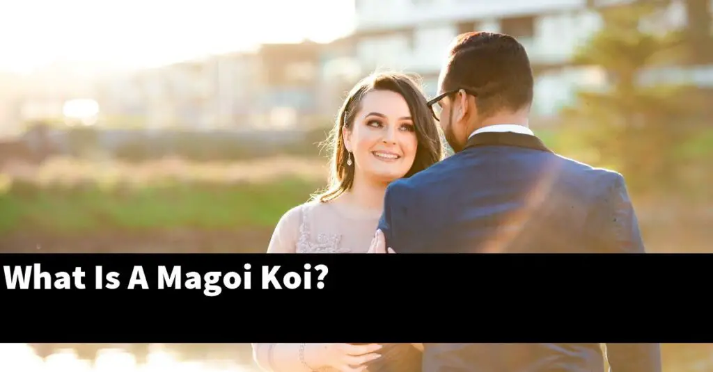 What Is A Magoi Koi? [2025 Guide] - Gold Koi Fish