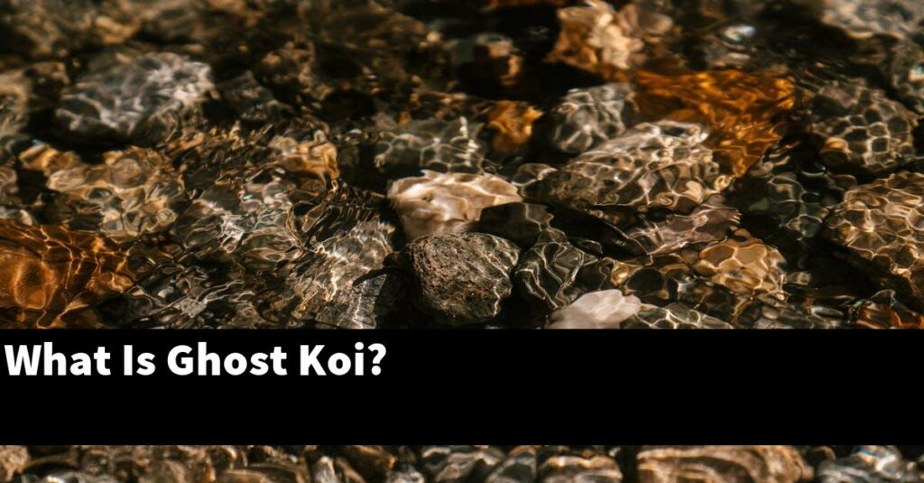 What Is Ghost Koi? [2026 Guide] - Gold Koi Fish