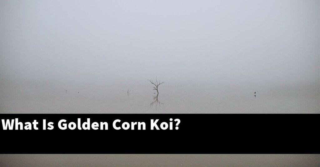 What Is Golden Corn Koi? [2025 Guide] - Gold Koi Fish