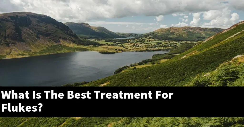 What Is The Best Treatment For Flukes? [2025 Guide] - Gold Koi Fish