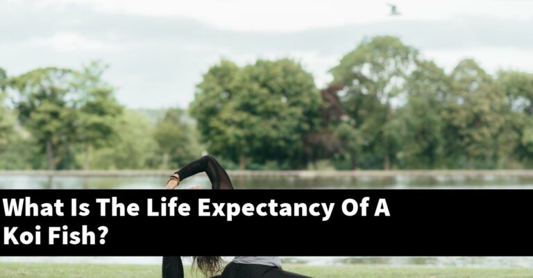 What Is The Life Expectancy Of A Koi Fish? [2025 Guide] - Gold Koi Fish