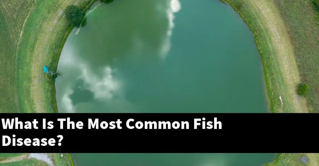 What Is The Most Common Fish Disease? [2025 Guide] - Gold Koi Fish
