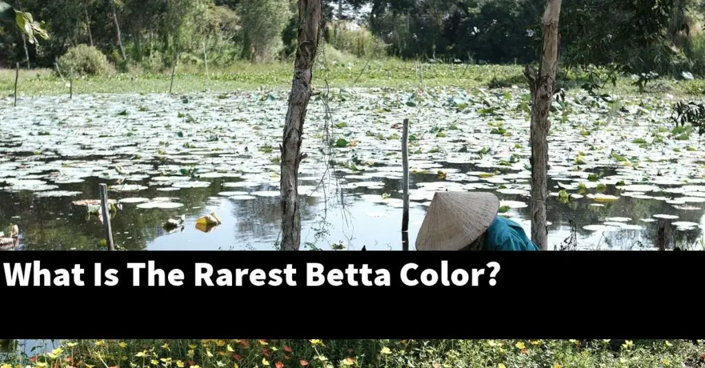 What Is The Rarest Betta Color? [2025 Guide] - Gold Koi Fish