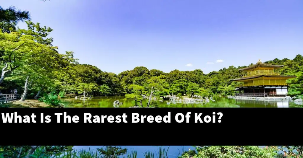 What Is The Rarest Breed Of Koi? [2025 Guide] - Gold Koi Fish
