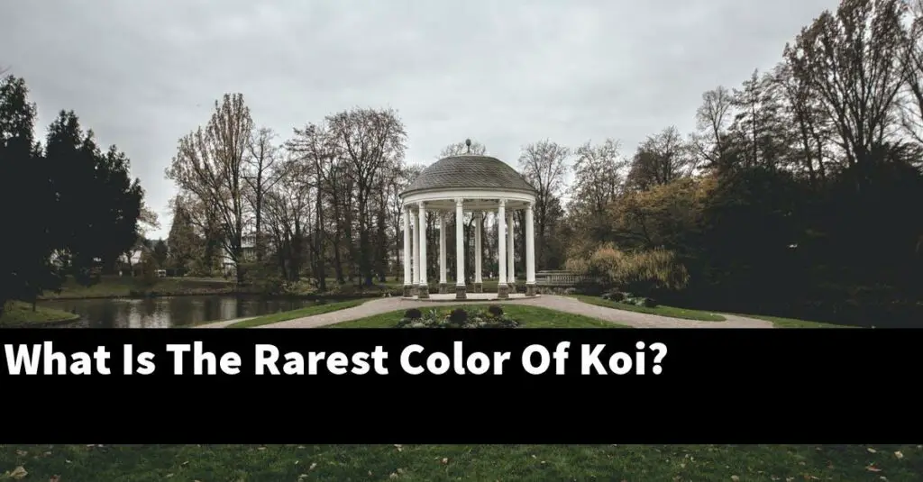 What Is The Rarest Color Of Koi? [2025 Guide] - Gold Koi Fish