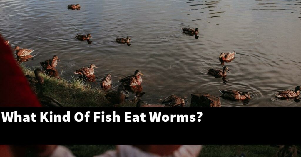 What Kind Of Fish Eat Worms? [2026 Guide] - Gold Koi Fish