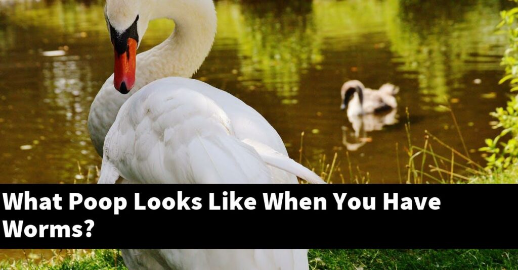 What Poop Looks Like When You Have Worms? [2026 Guide] - Gold Koi Fish