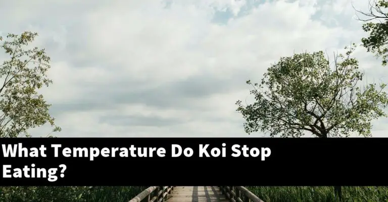 What Temperature Do Koi Stop Eating? [2025 Guide] - Gold Koi Fish