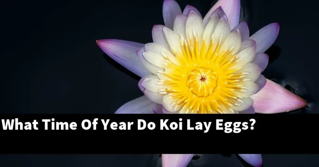 What Time Of Year Do Koi Lay Eggs? [2025 Guide] - Gold Koi Fish