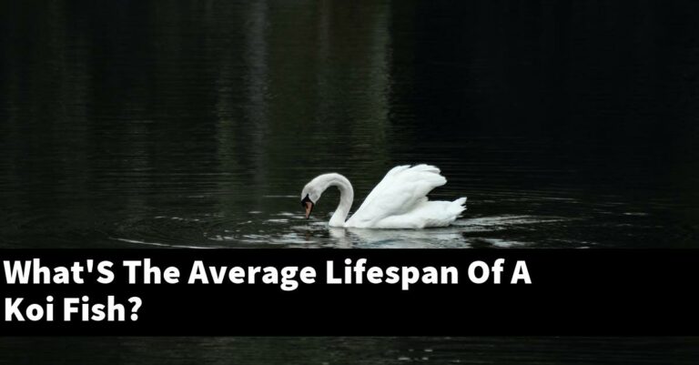 What'S The Average Lifespan Of A Koi Fish? [2025 Guide] - Gold Koi Fish