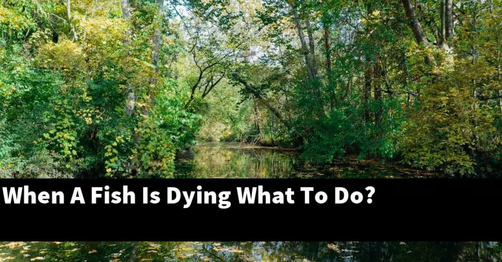 When A Fish Is Dying What To Do? [2025 Guide] - Gold Koi Fish