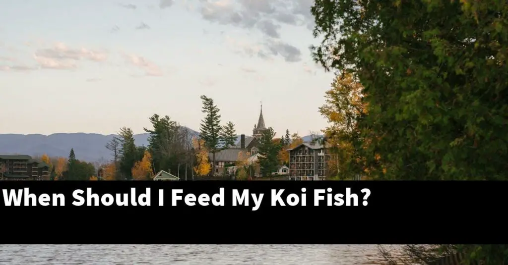 When Should I Feed My Koi Fish? [2025 Guide] - Gold Koi Fish