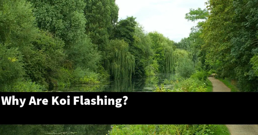 Why Are Koi Flashing? [2025 Guide] - Gold Koi Fish