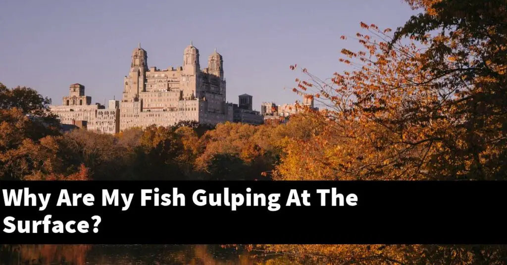 Why Are My Fish Gulping At The Surface? [2025 Guide] - Gold Koi Fish