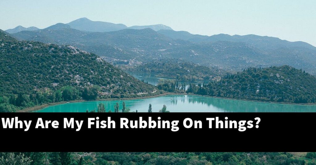 Why Are My Fish Rubbing On Things? [2026 Guide] - Gold Koi Fish