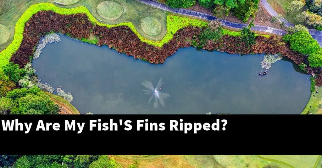 Why Are My Fish'S Fins Ripped? [2025 Guide] - Gold Koi Fish
