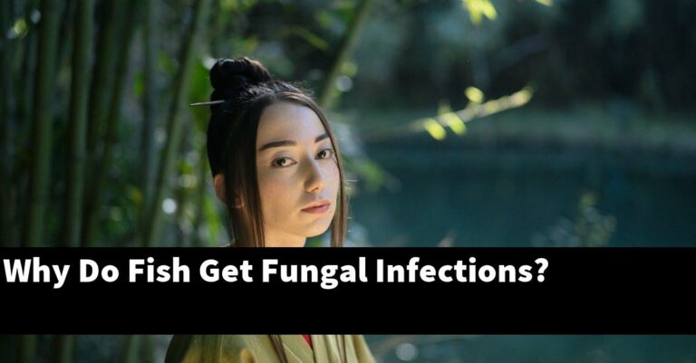 Why Do Fish Get Fungal Infections? [2026 Guide] - Gold Koi Fish