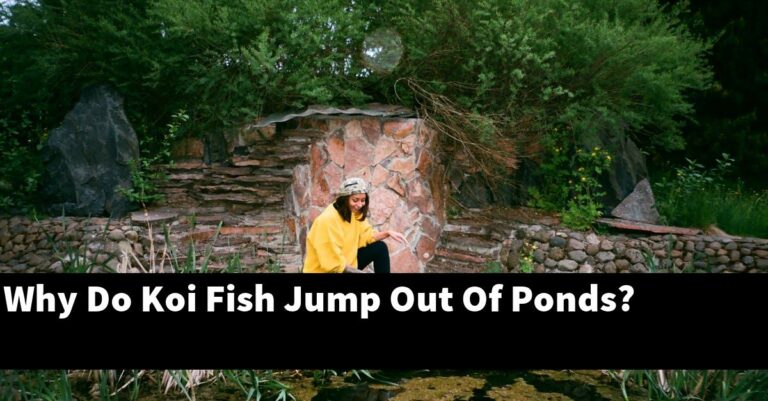 Why Do Koi Fish Jump Out Of Ponds? [2026 Guide] - Gold Koi Fish