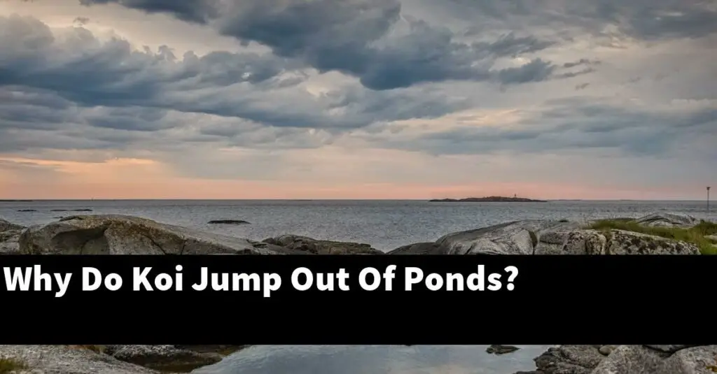 Why Do Koi Jump Out Of Ponds? [2025 Guide] - Gold Koi Fish