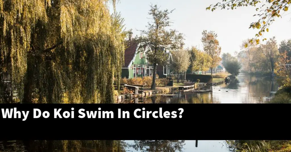Why Do Koi Swim In Circles? [2025 Guide] - Gold Koi Fish
