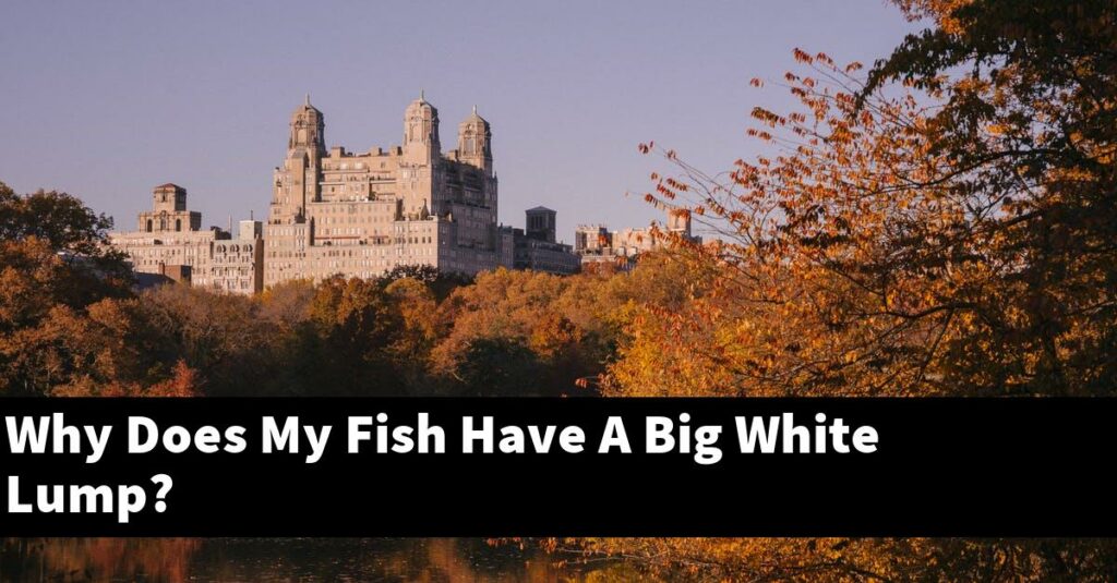 Why Does My Fish Have A Big White Lump? [2026 Guide] - Gold Koi Fish
