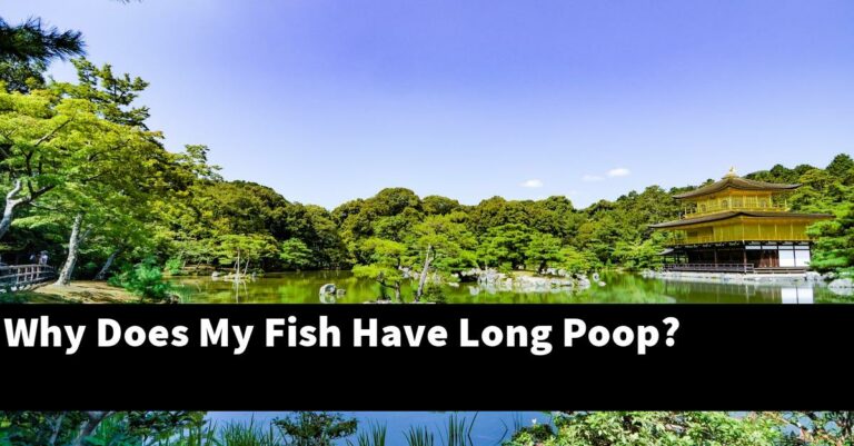 Why Does My Fish Have Long Poop? [2026 Guide] - Gold Koi Fish