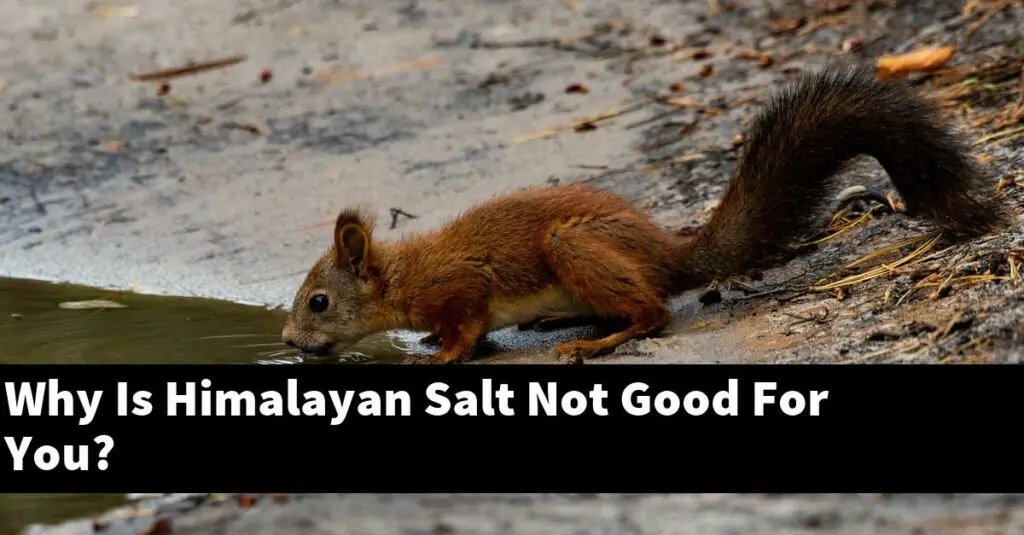 Why Is Himalayan Salt Not Good For You? [2026 Guide] - Gold Koi Fish