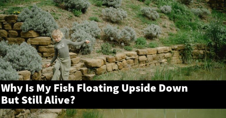 Why Is My Fish Floating Upside Down But Still Alive? [2026 Guide ...