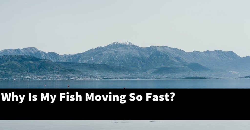 Why Is My Fish Moving So Fast? [2025 Guide] - Gold Koi Fish