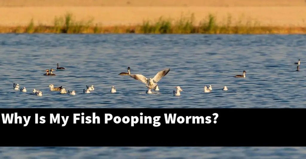 Why Is My Fish Pooping Worms? [2025 Guide] - Gold Koi Fish