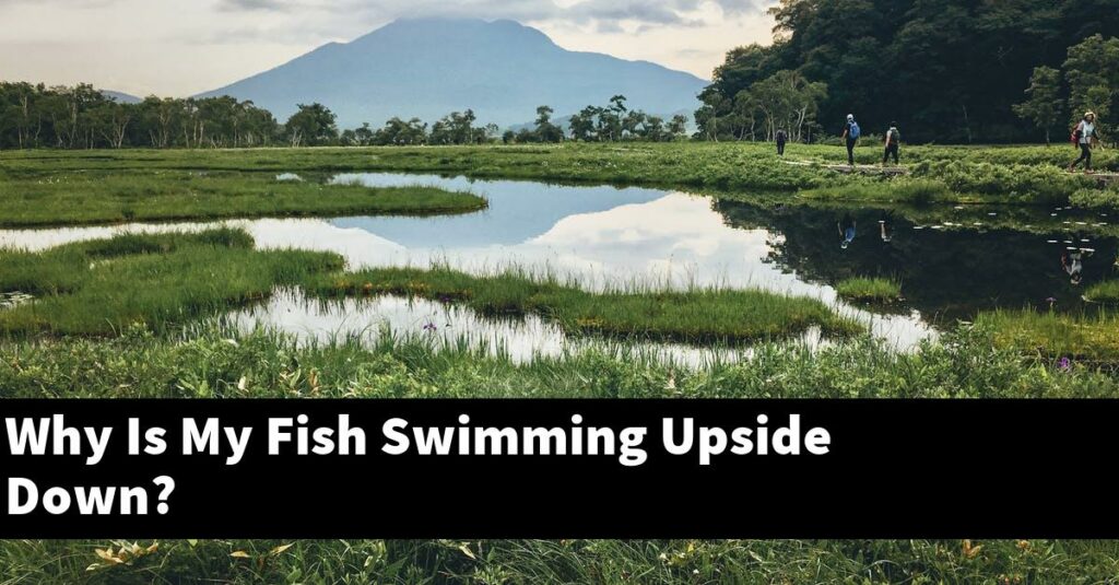 Why Is My Fish Swimming Upside Down? [2026 Guide] - Gold Koi Fish
