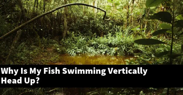 Why Is My Fish Swimming Vertically Head Up? [2025 Guide] - Gold Koi Fish