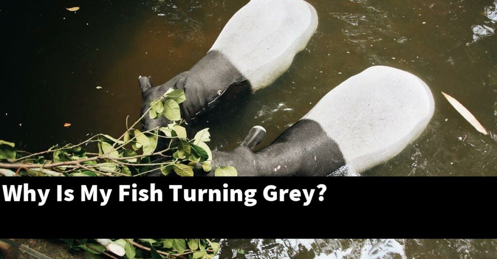 Why Is My Fish Turning Grey? [2026 Guide] - Gold Koi Fish