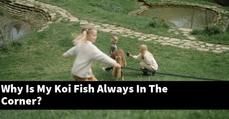 Why Is My Koi Fish Always In The Corner? [2026 Guide] - Gold Koi Fish