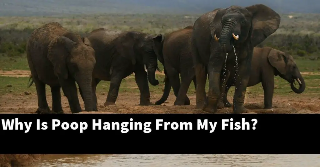Why Is Poop Hanging From My Fish? [2025 Guide] - Gold Koi Fish